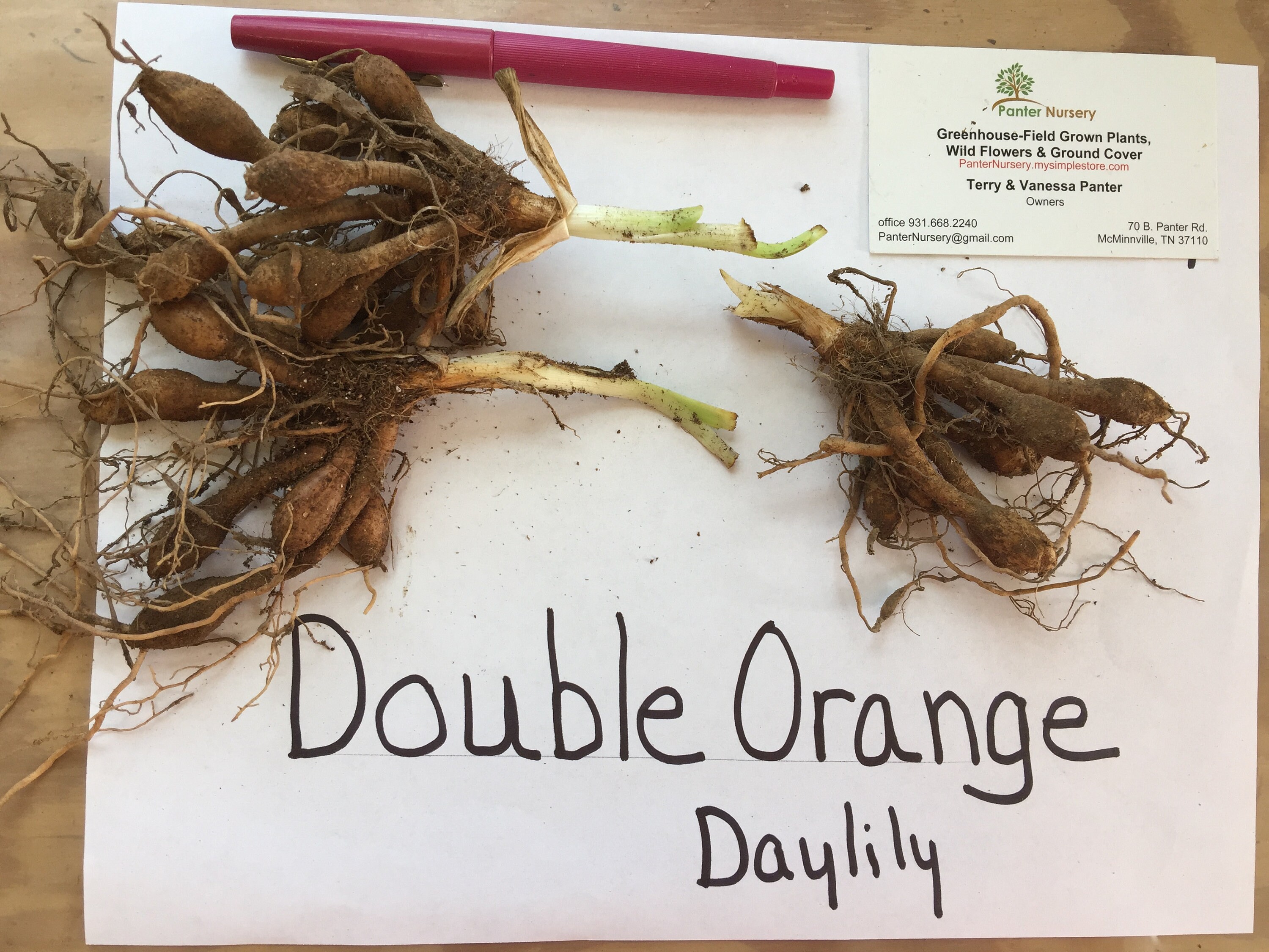 3 ORANGE DOUBLE BLOOM Daylily Fans/root Systems - Etsy