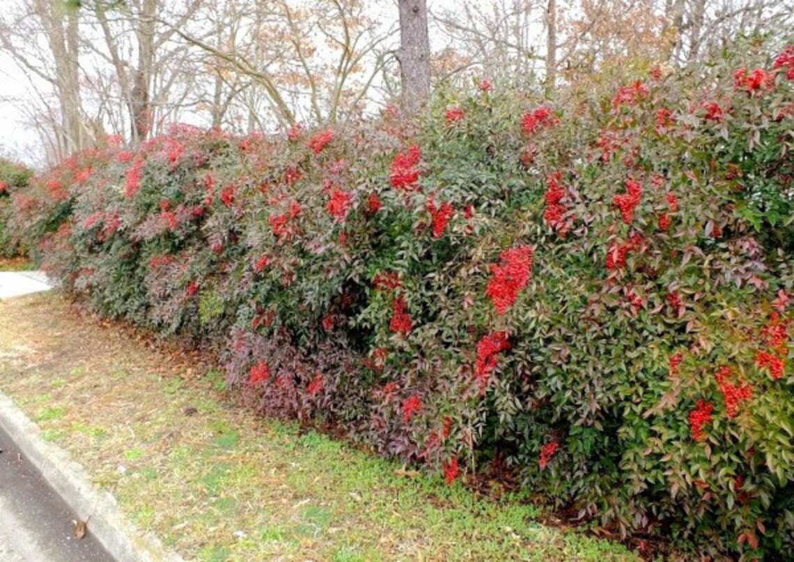Domestic Nandina ( Heavenly Bamboo) - Etsy