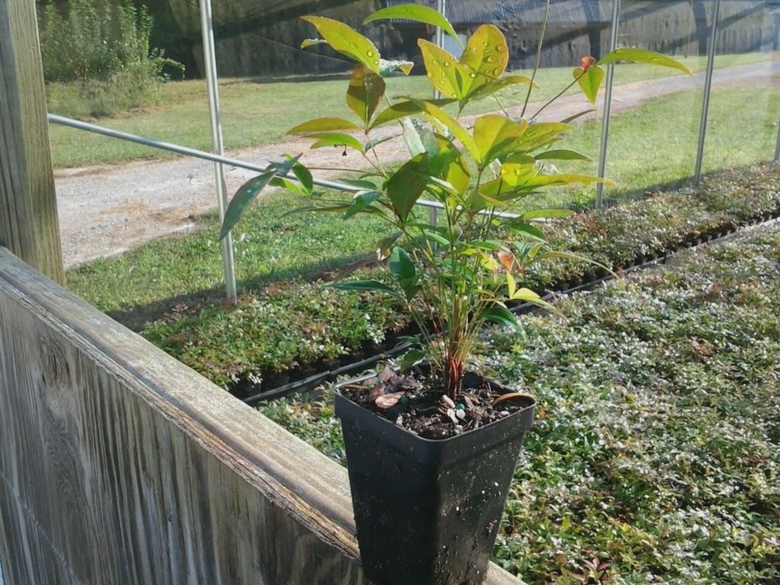 Domestic Nandina ( Heavenly Bamboo) - Etsy