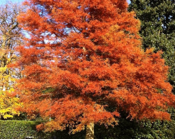 METASEQUOIA GLYPTOSTROBOIDES Dawn Redwood Approx 8 Inch Dormant - Etsy