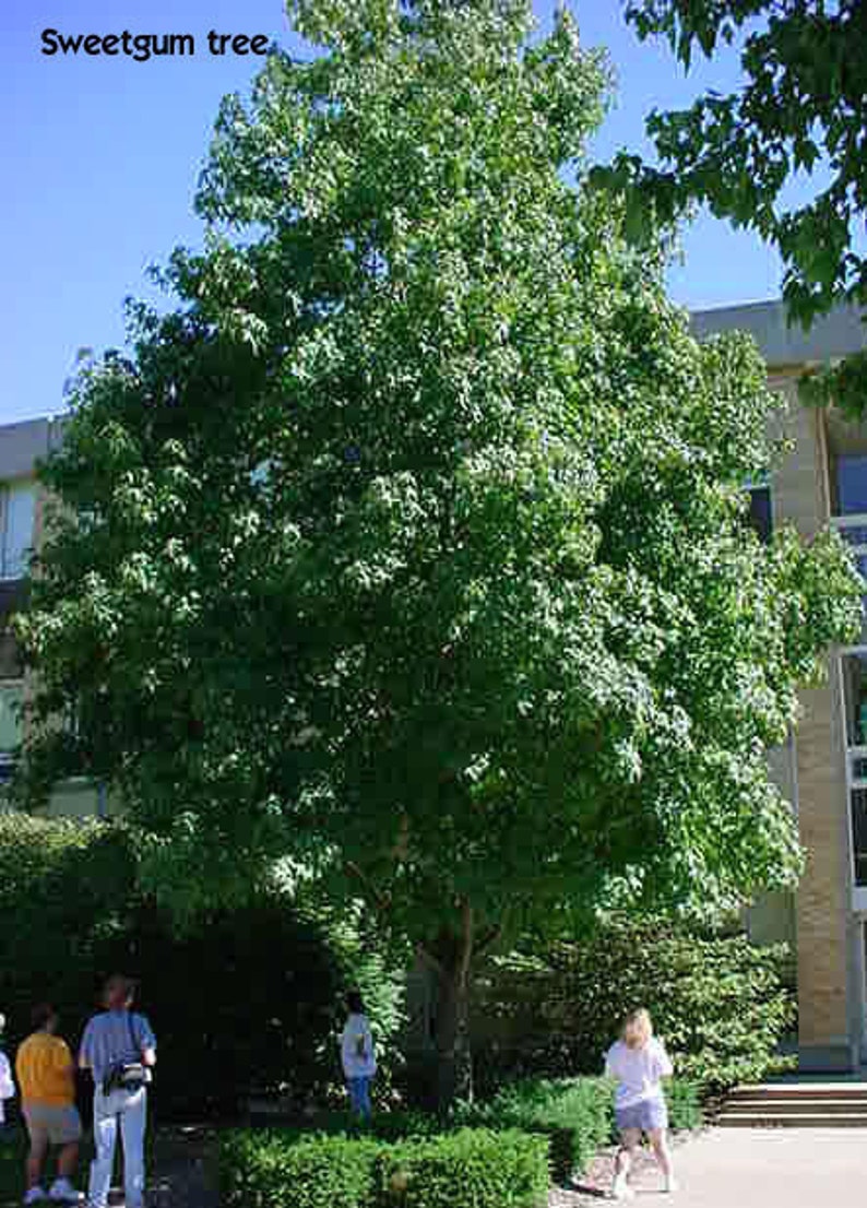 Sweetgum Tree (liquidambar Styraciflua) - Etsy