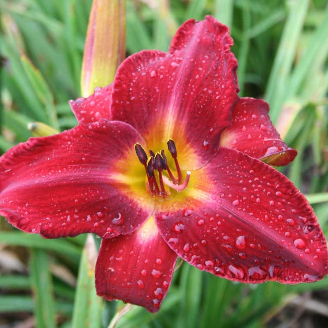 RED VOLUNTEER DAYLILY 3 Fans/root Systems - Etsy