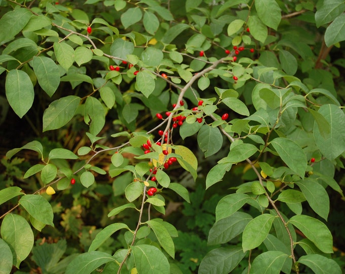 SPICE BUSH, Pond Berry (lindera Benzoin) - Etsy