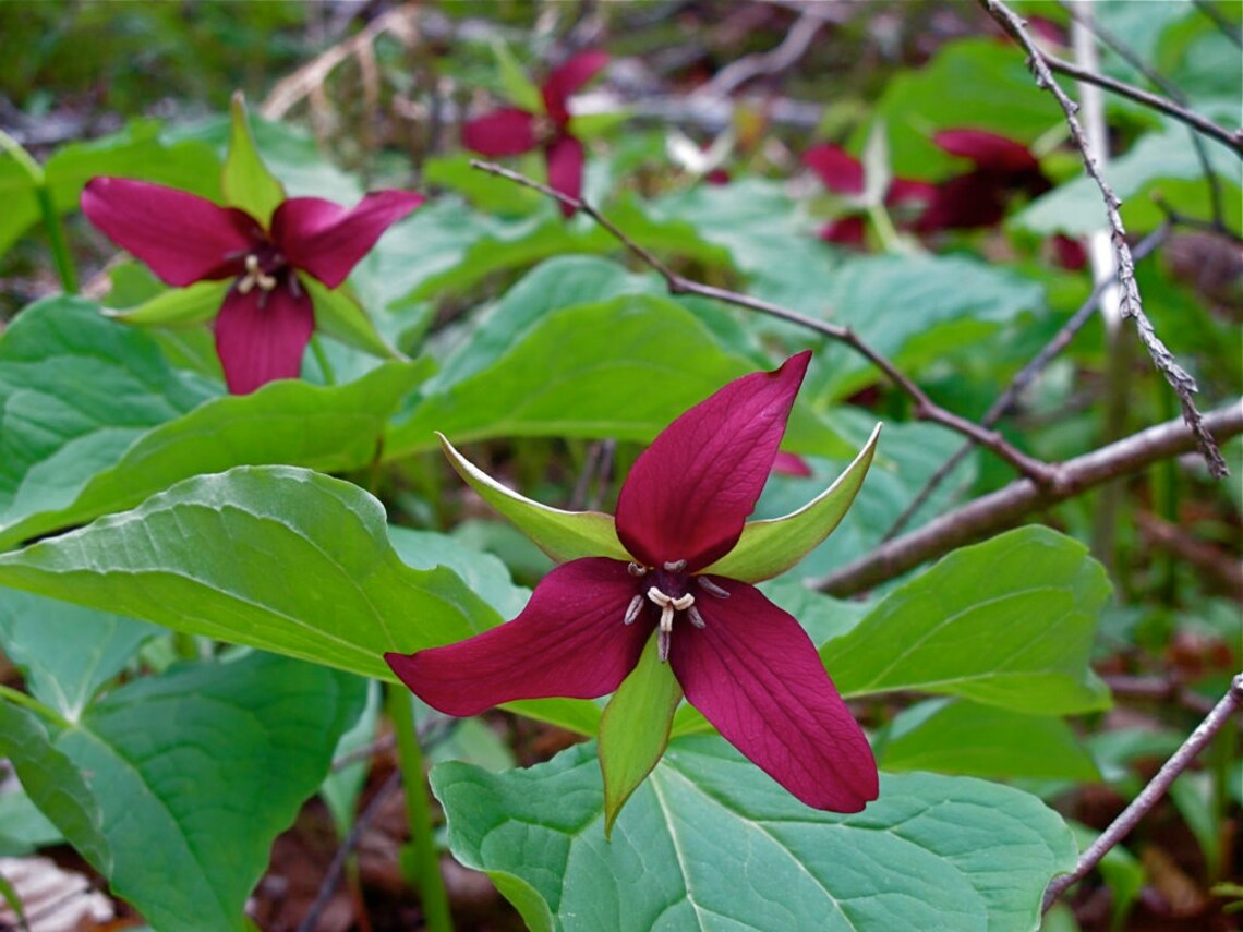 5 Red Trillium, Wood Lily Bulbs (trillium Erectum) - Etsy
