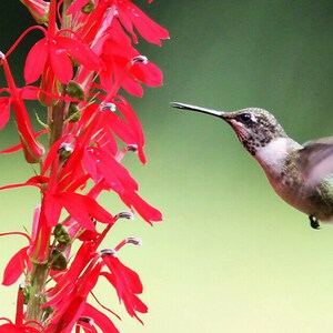 Red Cardinal Flower 5 Roots, Lobelia Cardinalis - Etsy