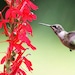 Red Cardinal Flower 5 Roots, Lobelia Cardinalis - Etsy