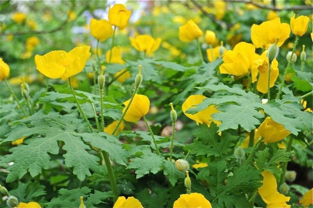 5 CELANDINE POPPY Bulb (stylophorum Diphyllum), Native Wood Poppy - Etsy