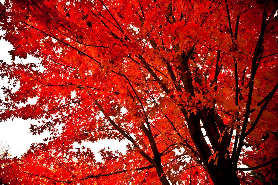 Red Maple Tree 4" Pot Native Plant - Etsy