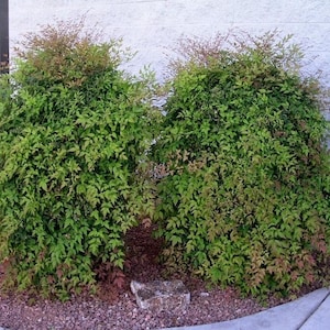 Domestic Nandina ( Heavenly Bamboo) - Etsy