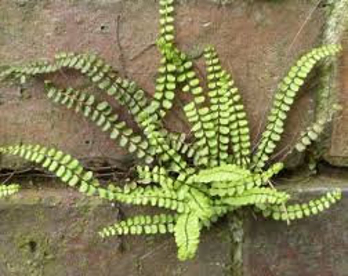 5 MAIDENHAIR SPLEENWORT Fern Rhizome/root - Etsy