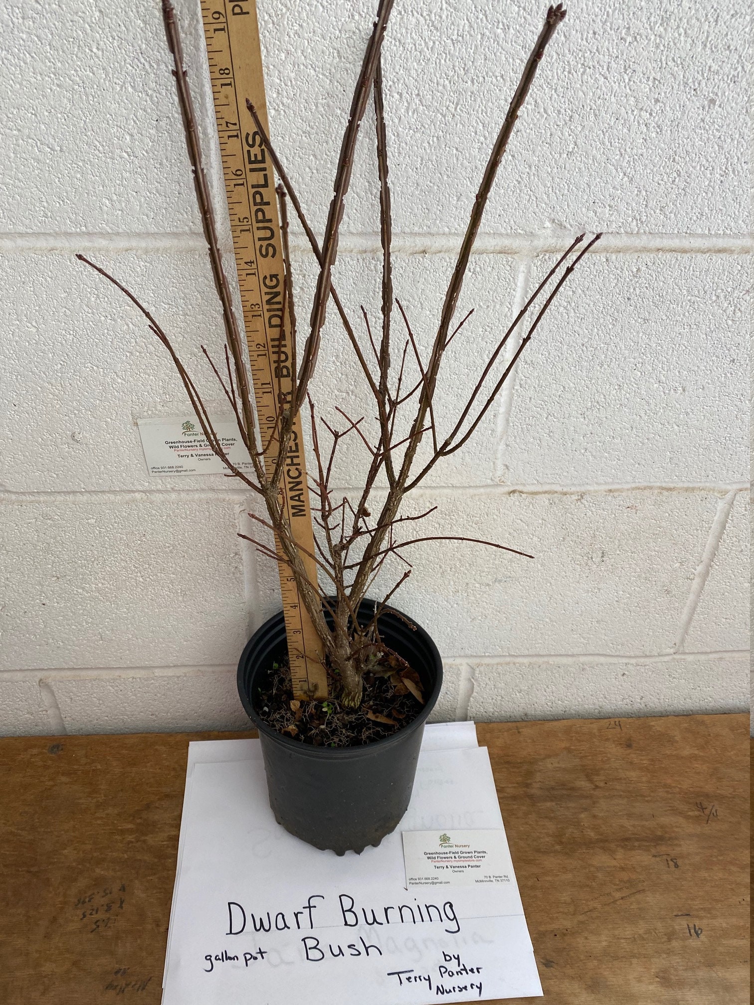 Dwarf Burning Bush 12-18 gallon pot | Etsy