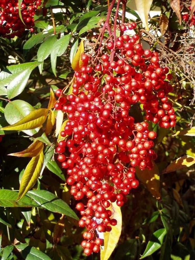 10 Domestic Nandina Plants (heavenly Bamboo) - Etsy