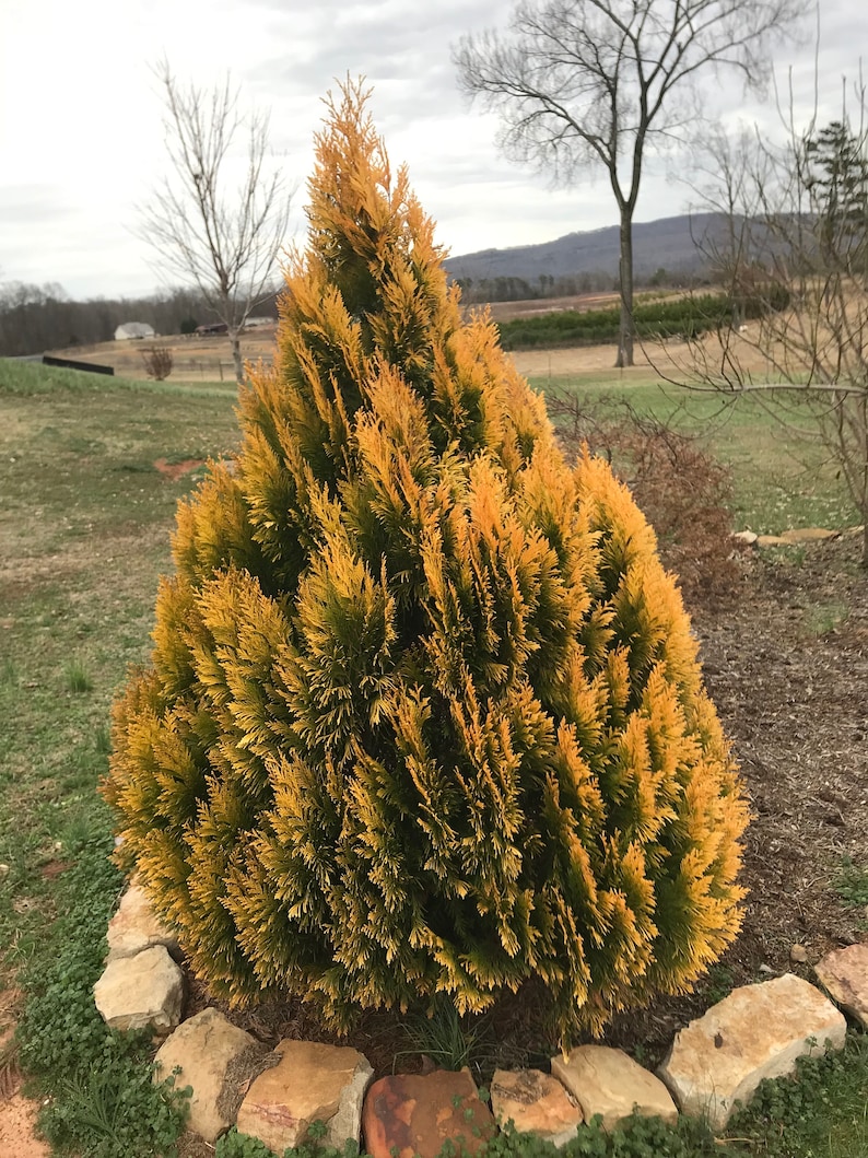 Golden Arborvitae thuja Plicata Tree Qt Pot - Etsy