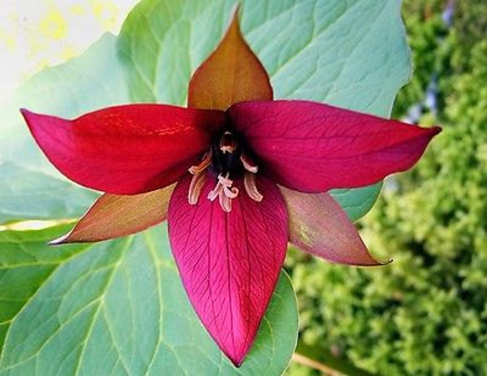 5 Red Trillium, Wood Lily Bulbs (trillium Erectum) - Etsy