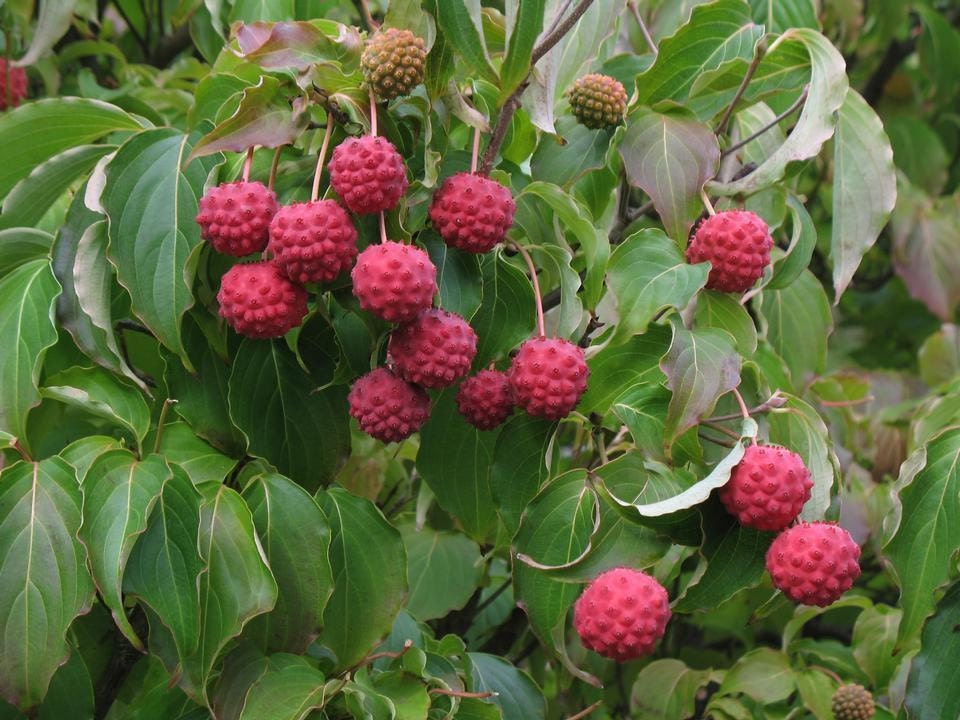 Kousa Japanese Dogwood Qt. Pot cornus Kousa - Etsy