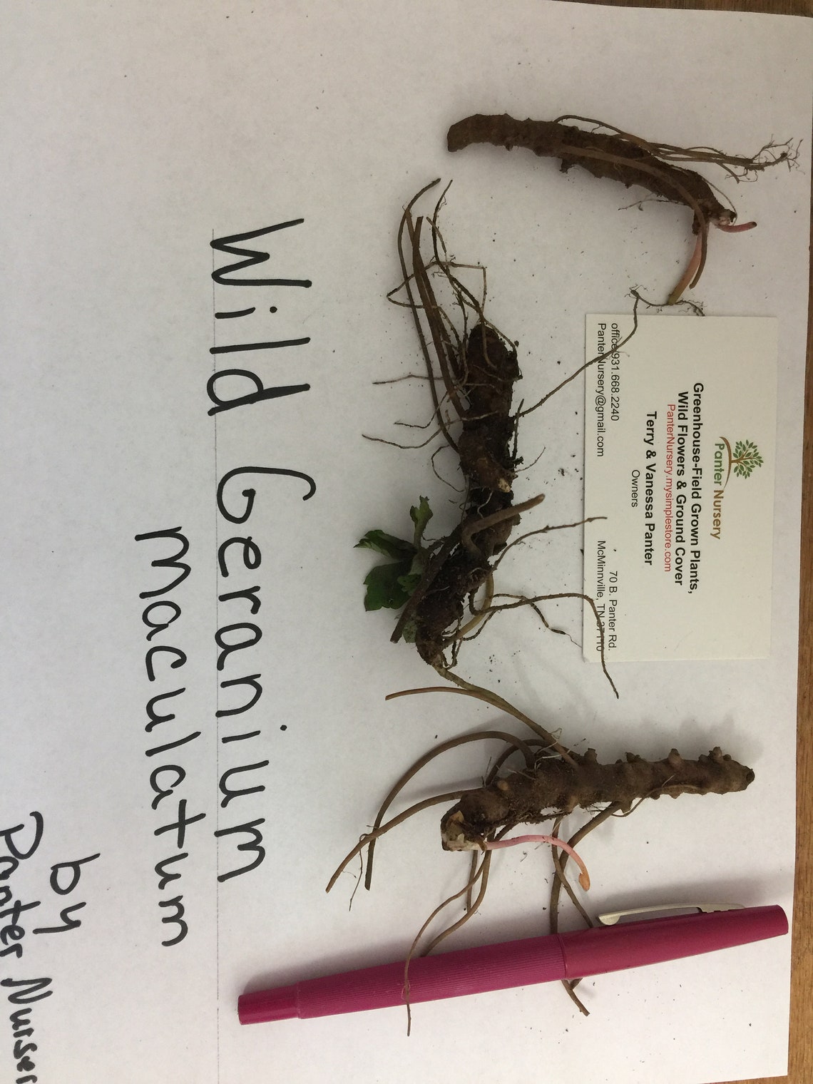 WILD GERANIUM 5 Roots | Etsy