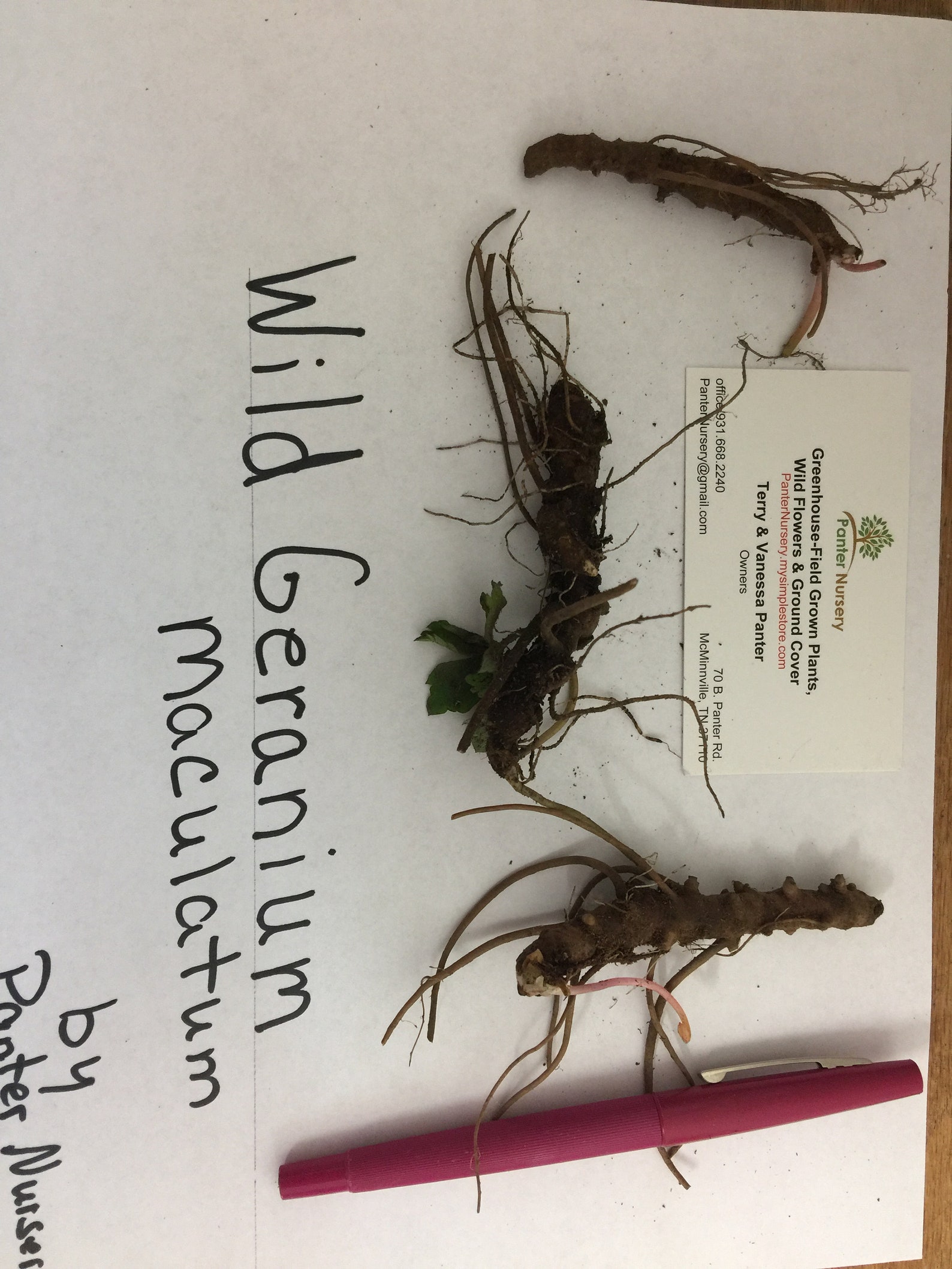 WILD GERANIUM 5 Roots - Etsy