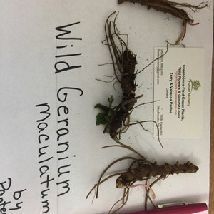 WILD GERANIUM 5 Roots - Etsy