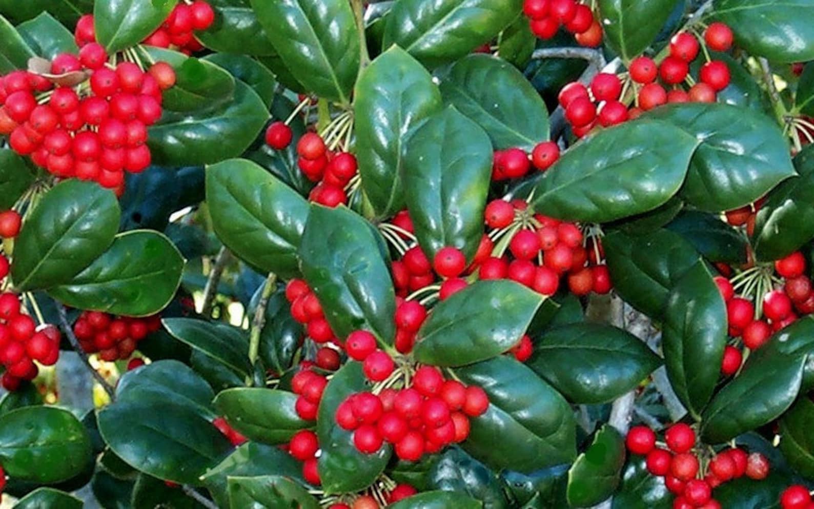 Dwarf Burford Holly 4pot Etsy dwarf-burford-holly-4pot-etsy