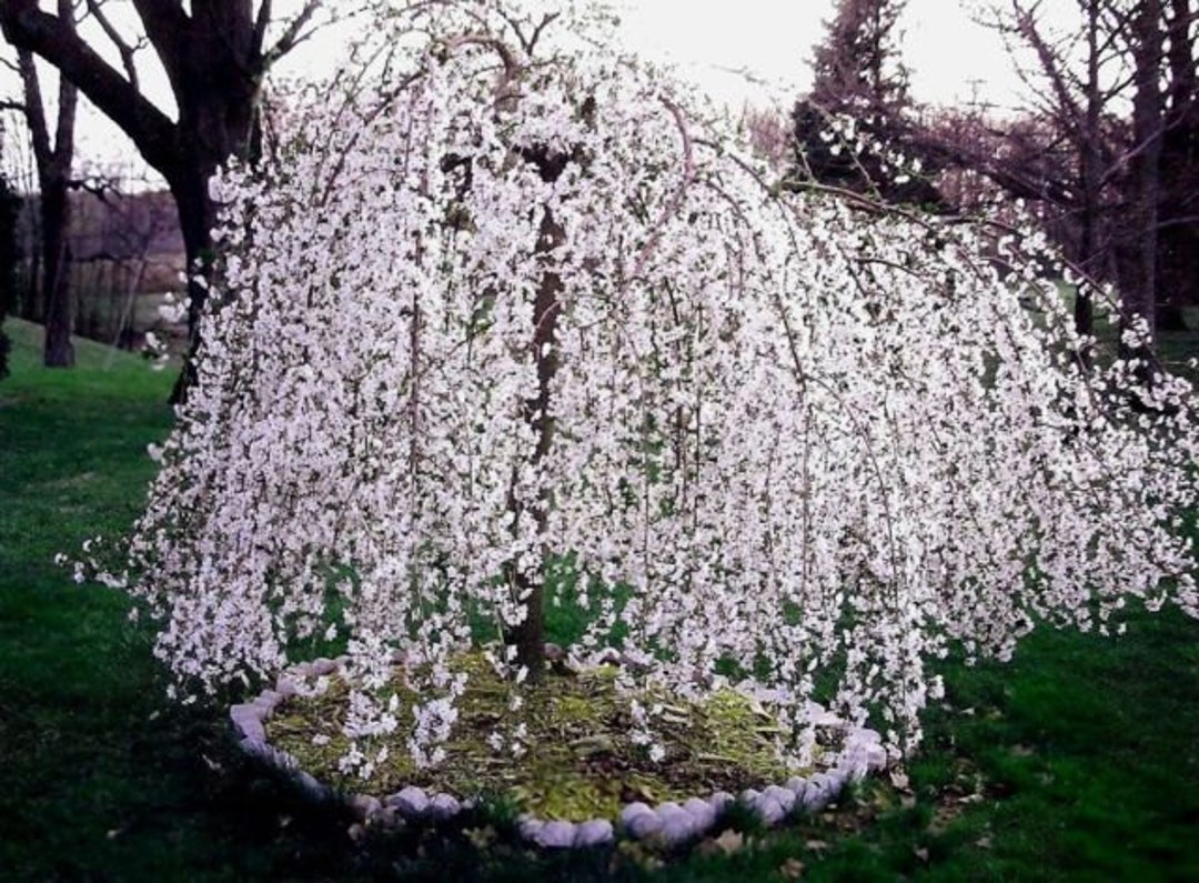 Weeping Cherry Tree - Etsy