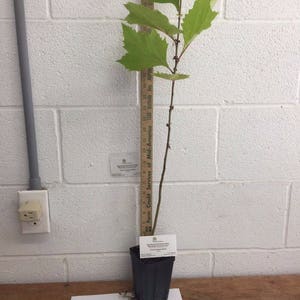 American Sycamore Qt. Pot platanus Occidentalis - Etsy