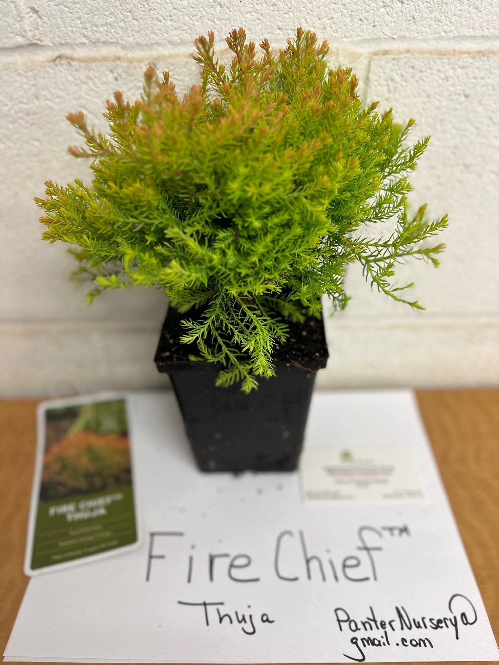 Fire Chief™ Globe Arborvitae 1 Qt Pot PP1909 - Etsy
