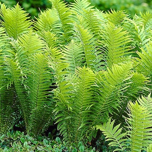 5 Tennessee Ostrich-glade Fern Rhizome Bare Root - Etsy