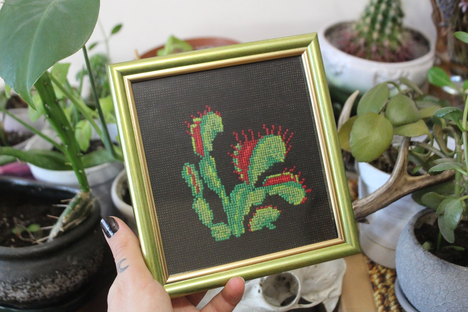 Venus Fly Trap Plant Home Decor / Carnivorous Houseplant / Dionaea ...