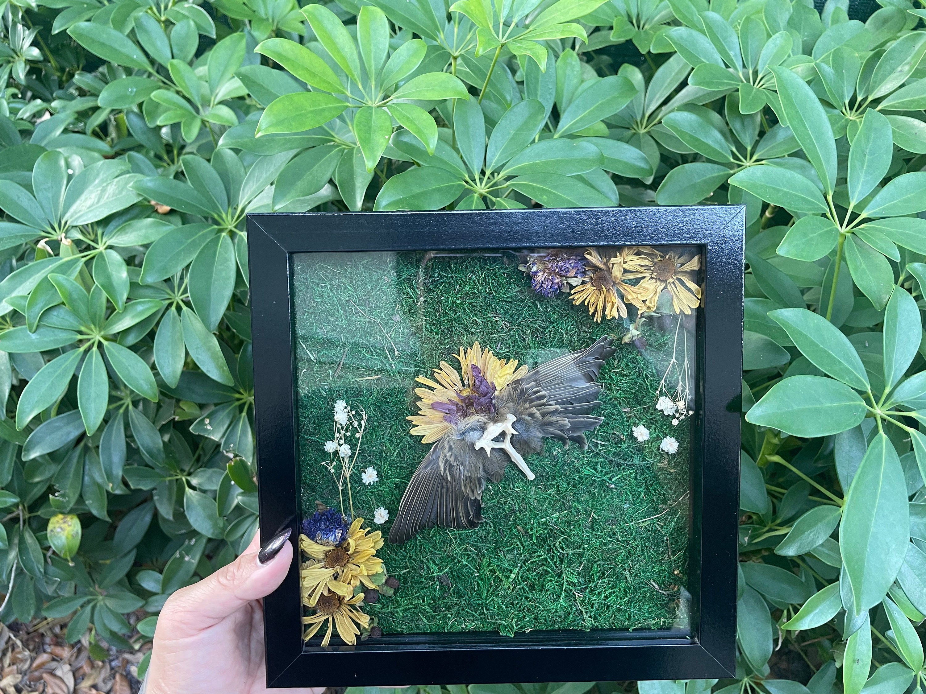 Bird Wings in Shadow Box - Etsy