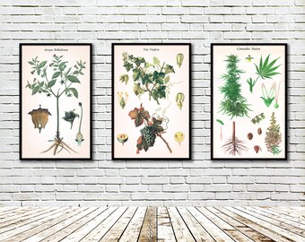 Plant drawings | Etsy