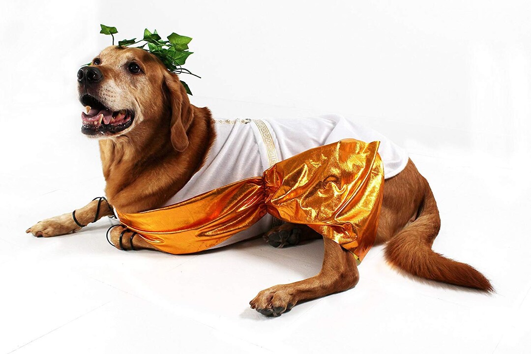 Toga Dog Costume by Midlee - Etsy