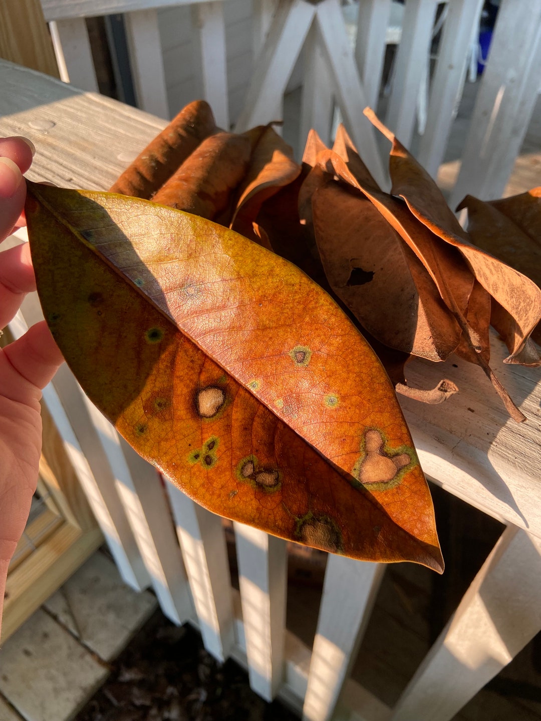 Dried Magnolia Leaves for Bioactive Setups - Etsy