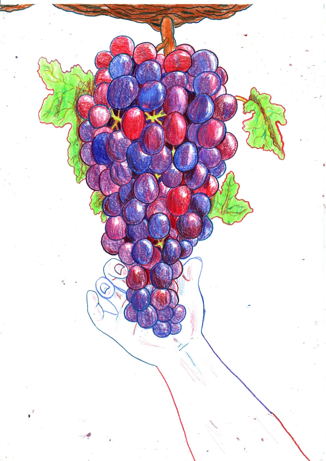 Grapes - Original A4 Drawing - Etsy