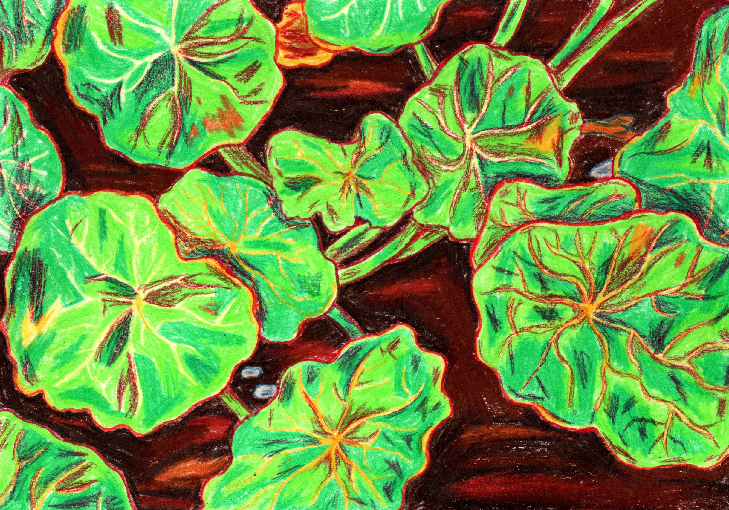 Nasturtium Original Drawing - Etsy