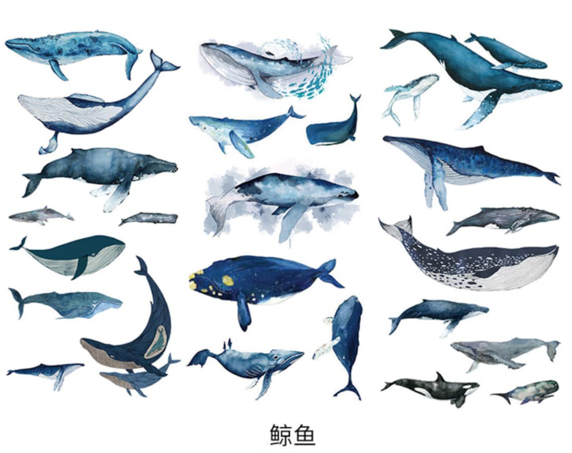 3 Sheets Whale Stickers Planner Sticker Decorative - Etsy