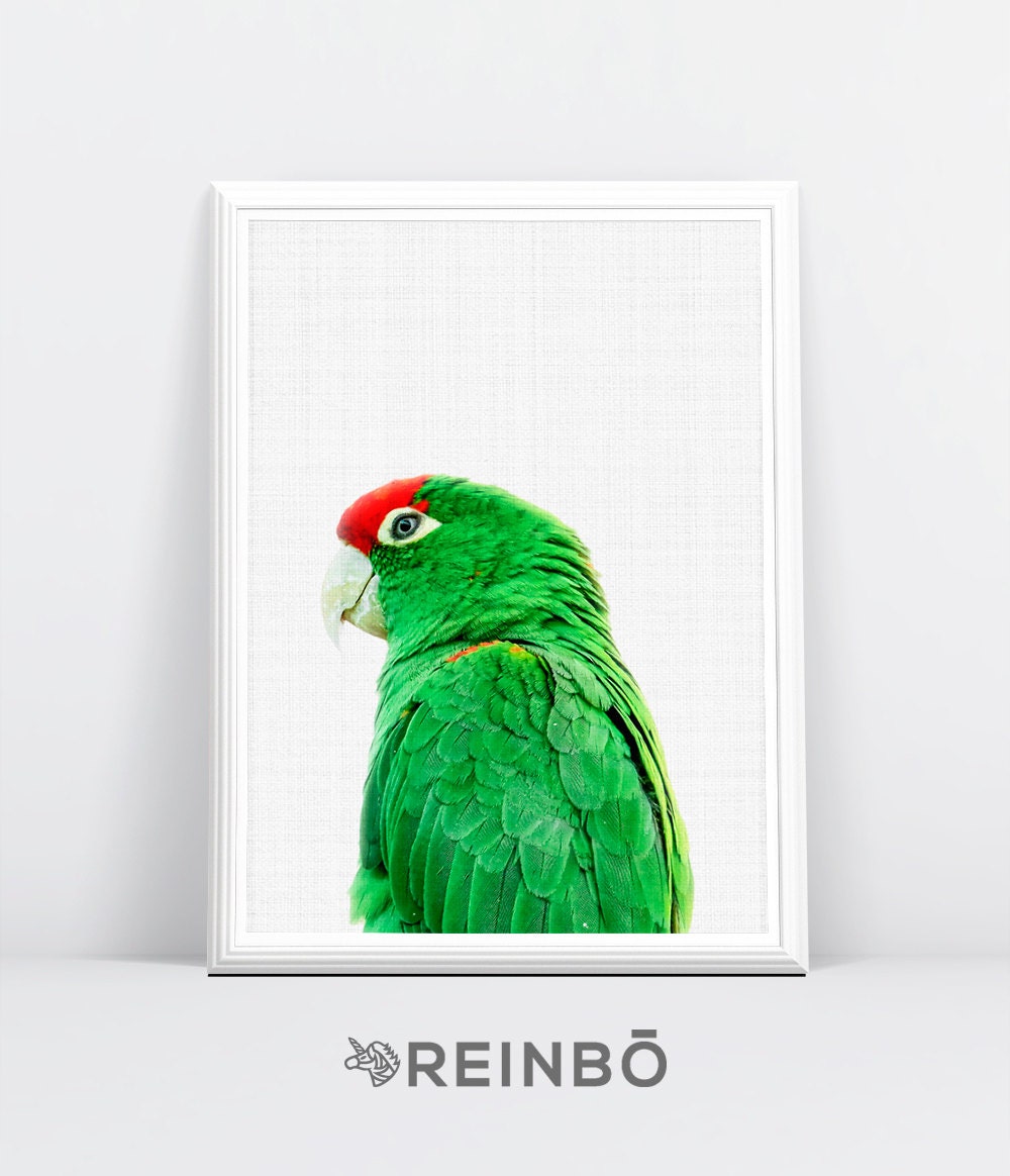 Tropical Parrot Wall Art, Green Bird Print, Bird Photography, Green and ...