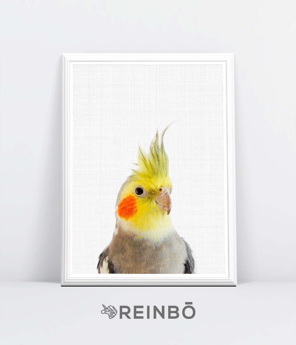 Cockatiel, Cockatiel Print, Bird Wall Art, Colourful Bird, Printable ...