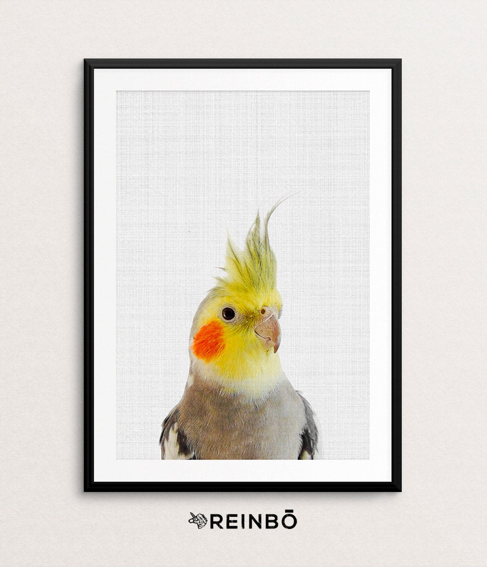 Cockatiel, Cockatiel Print, Bird Wall Art, Colourful Bird, Printable ...