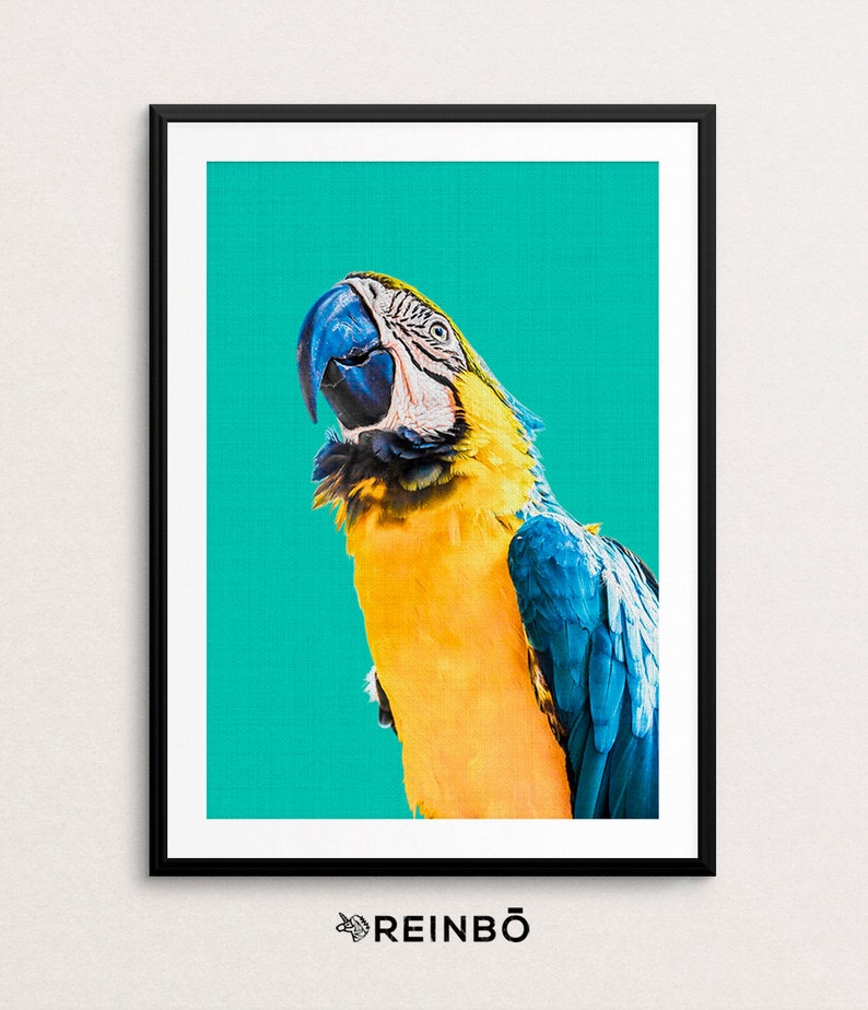 Parrot Wall Art, Tropical Bird Print, Bird Photography, Macaw Parrot ...