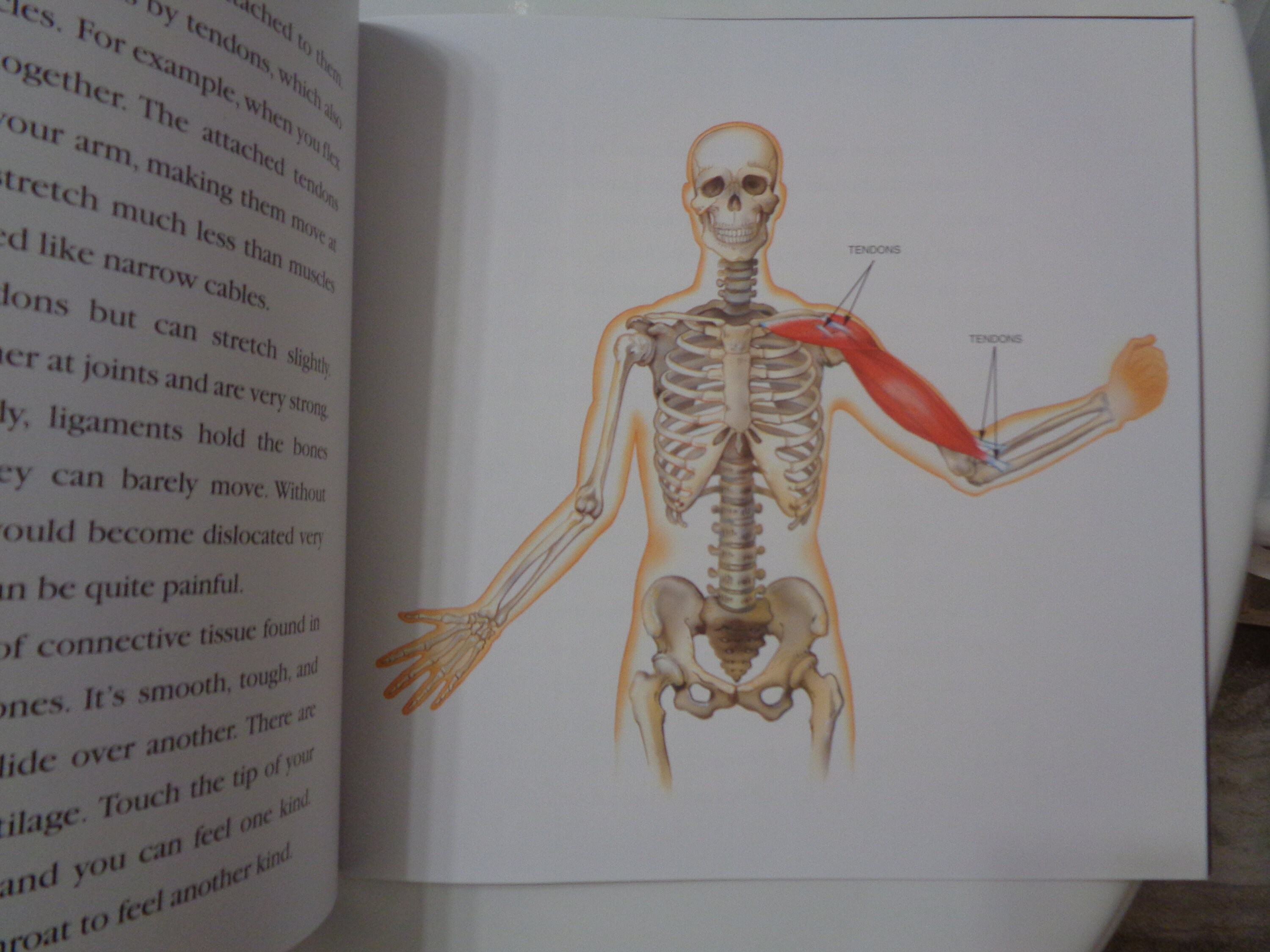 Vintage 1992 Scholastic Bones SC Book - Etsy