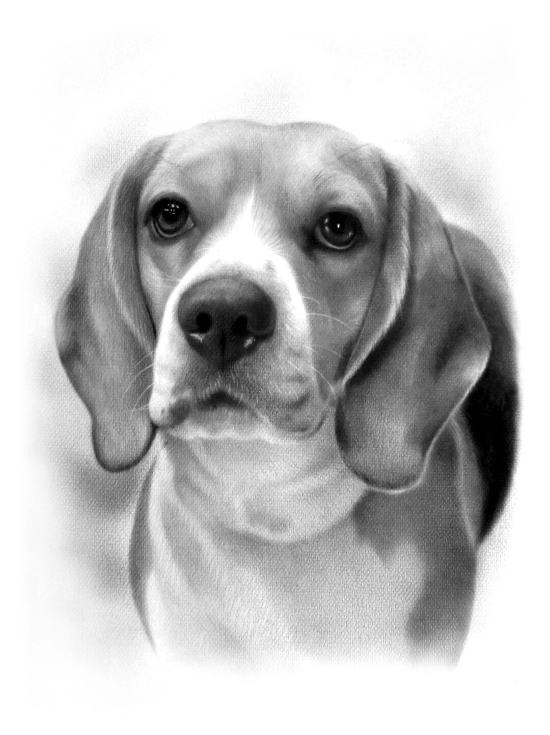 Beagle Drawing- Black and White Custom Pet Portrait- Hand Drawn Dog ...