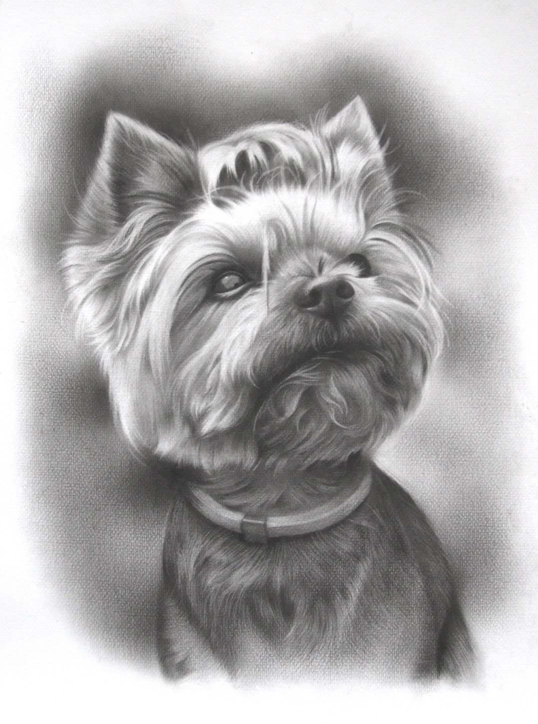 Yorkshire Terrier Drawing- Black and White Custom Pet Portrait- Hand ...