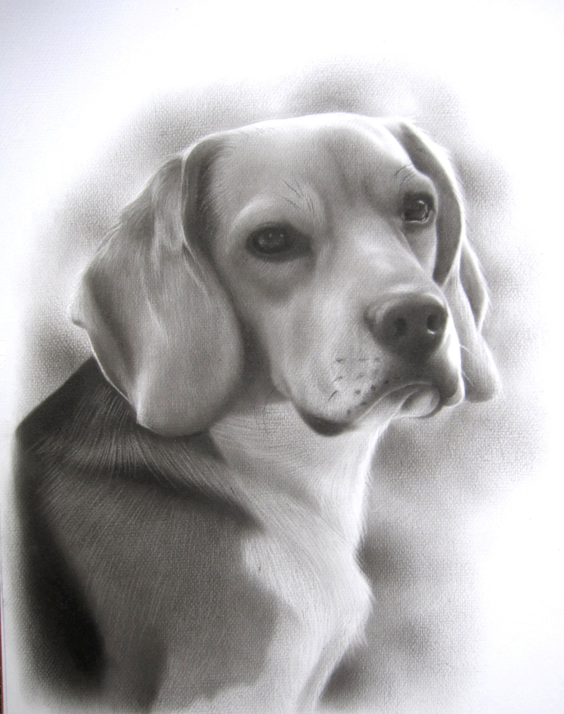 Beagle Drawing- Black and White Custom Pet Portrait- Hand Drawn Dog ...