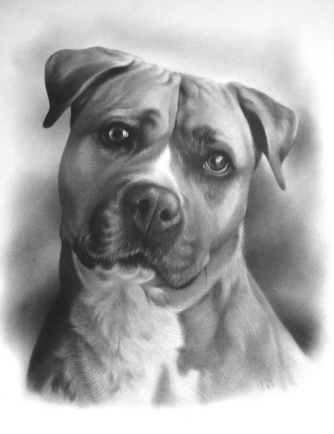 Amstaff Drawing Black and White Custom Pet Portrait Hand Drawn Dog ...