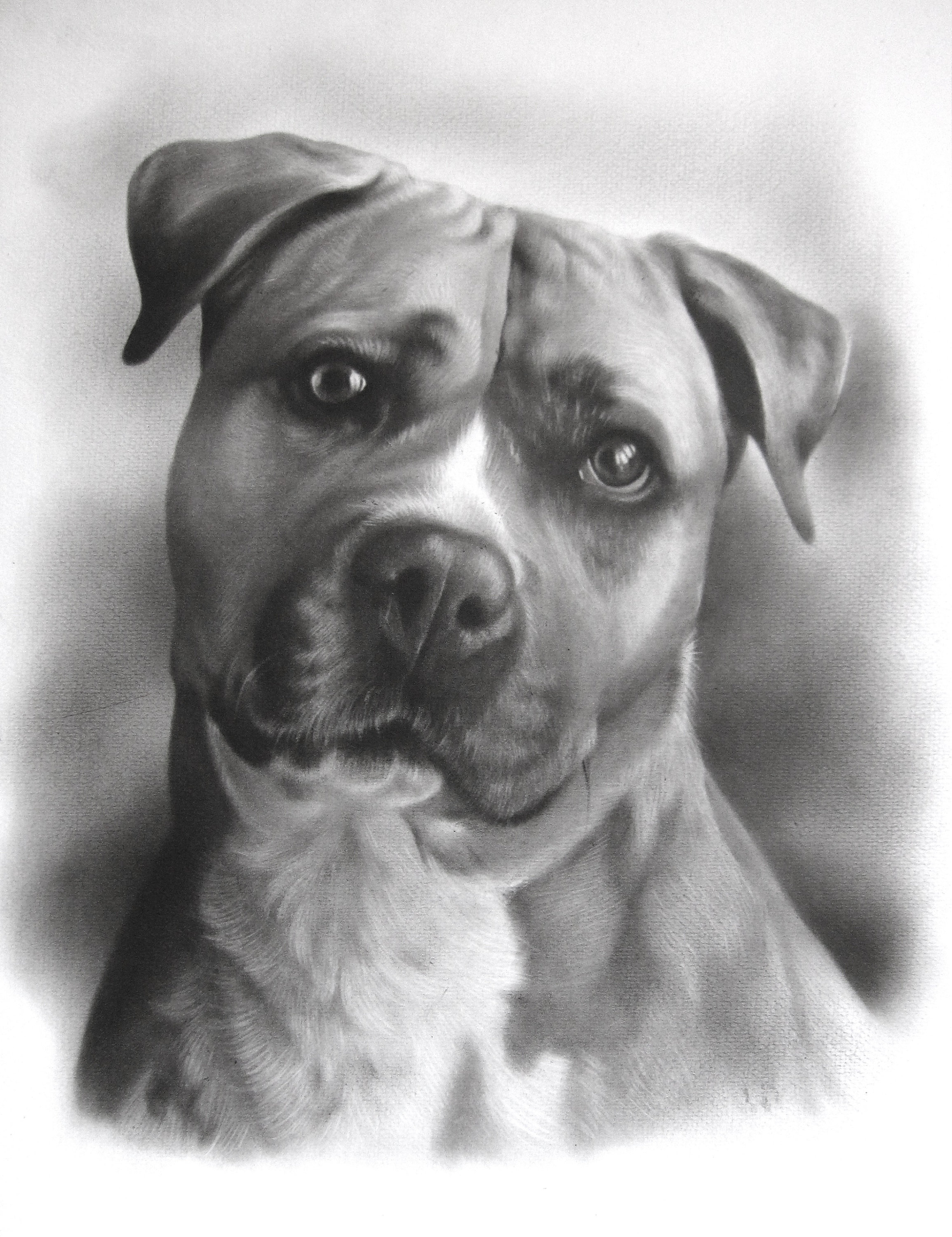 Amstaff Drawing- Black and White Custom Pet Portrait- Hand Drawn Dog ...