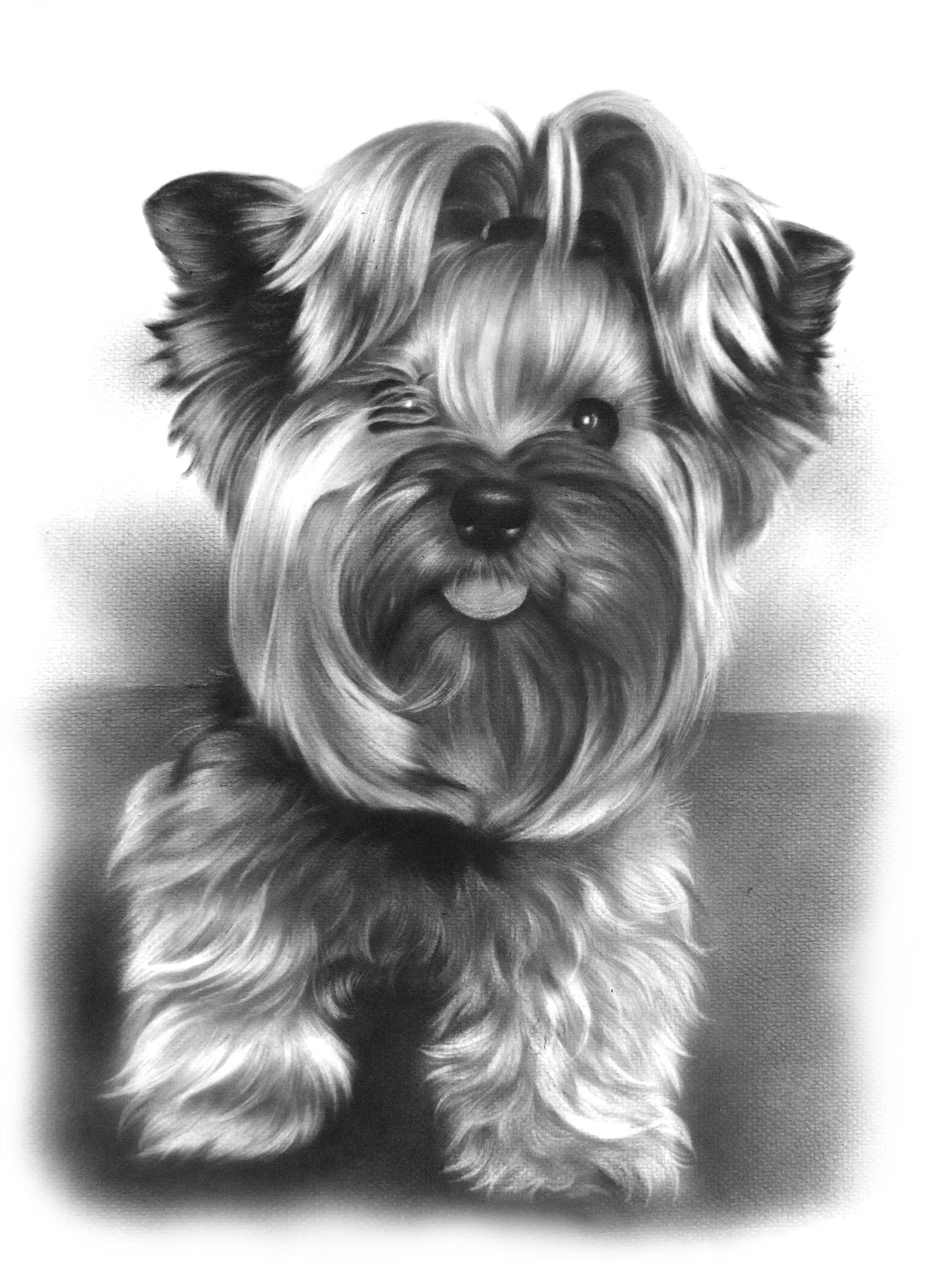 Yorkshire Terrier Drawing- Black and White Custom Pet Portrait- Hand ...