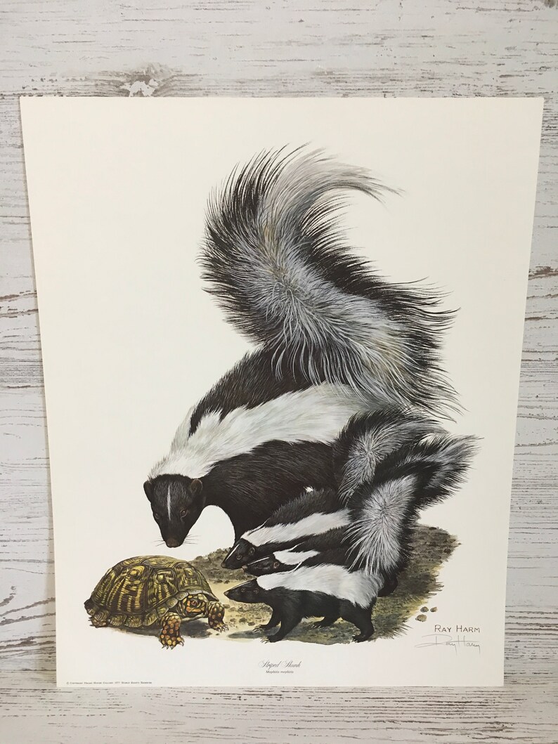 Vintage skunk print ray harm print striped skunk mephitis | Etsy