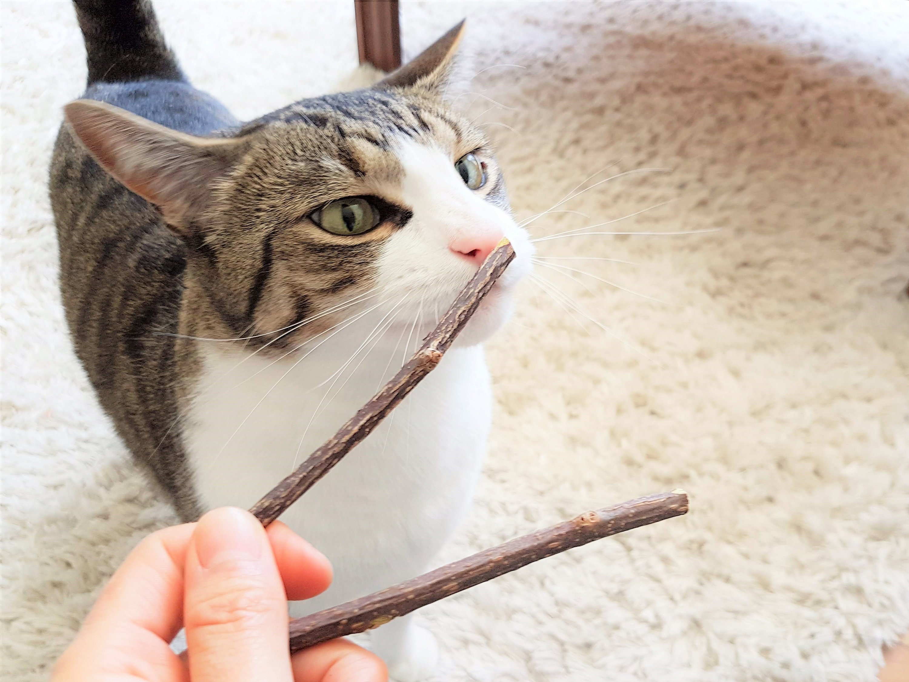 Natural Silvervine Matatabi Chew Sticks set of 5 Sticks Cat - Etsy