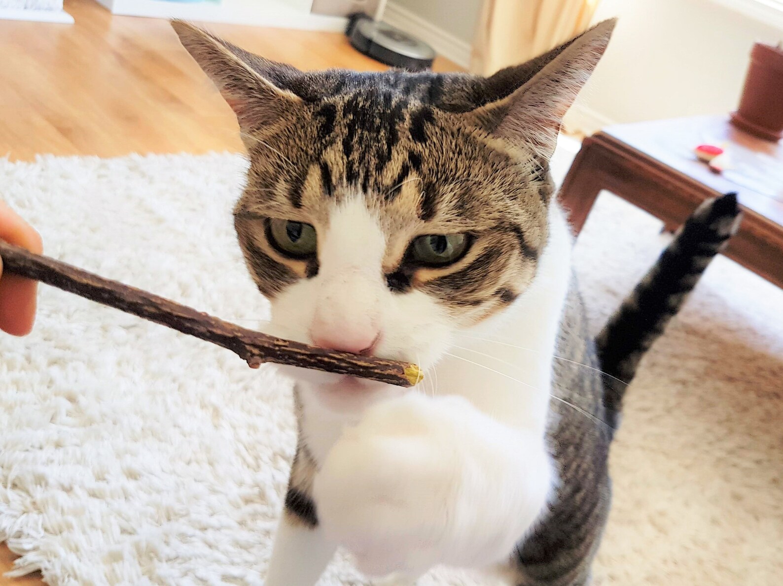 Natural Silvervine Matatabi Chew Sticks set of 5 Sticks Cat - Etsy