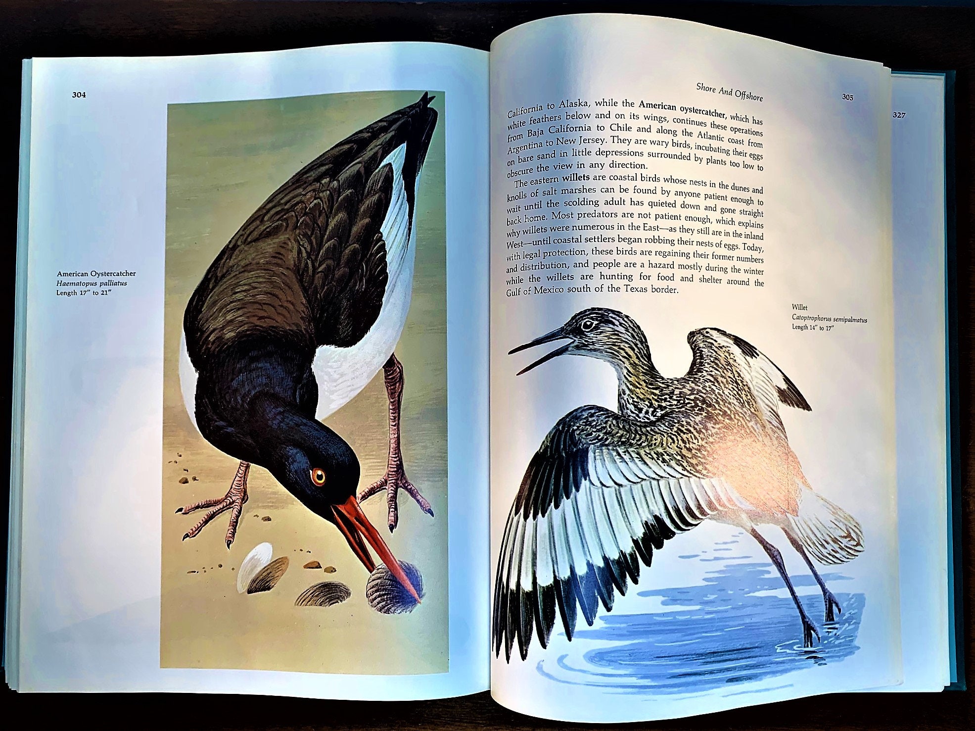 North American Birds by Lorus & Margery Milne Paintings by - Etsy